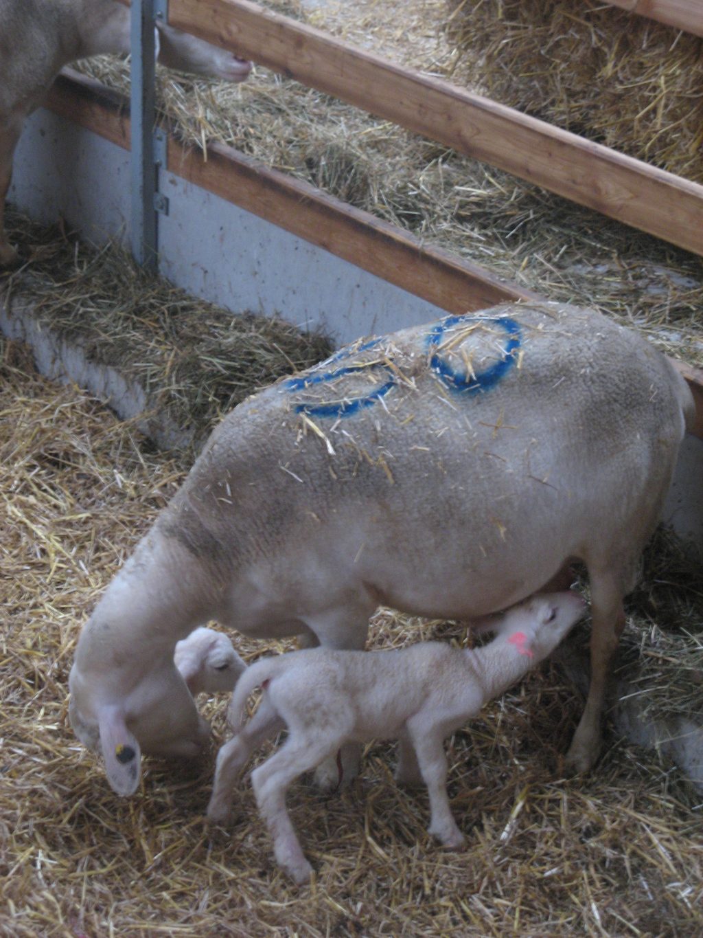 Das Lacaune-Milchschaf – Lacaune – Zuchtbetrieb Schramel